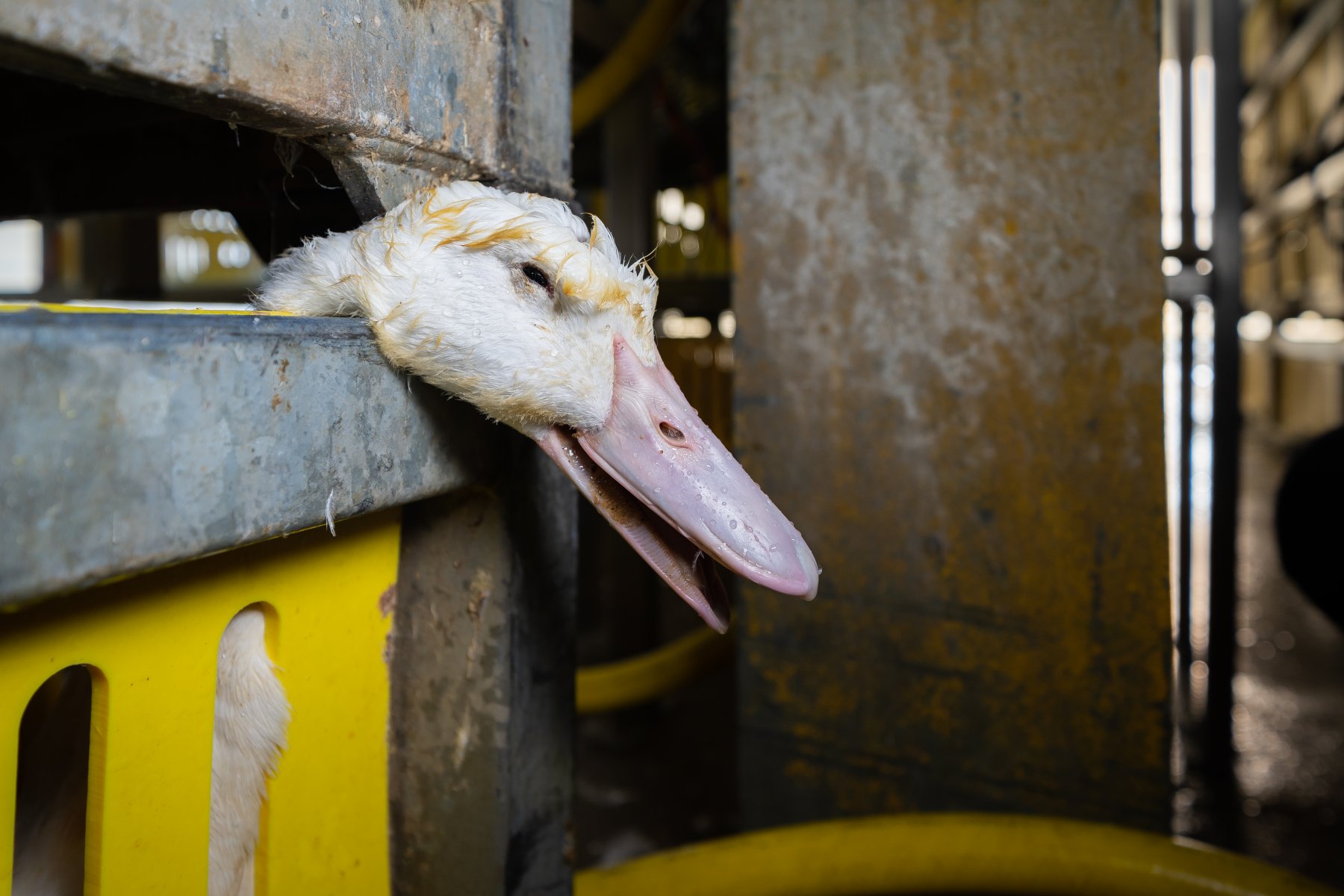 Slaughter - Knowledgebase - Farm Transparency Project (FTP) | Australian animal protection charity